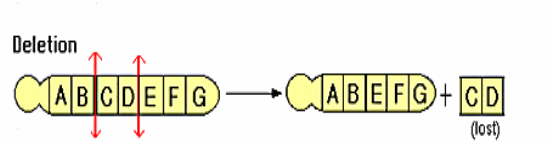 Chromosomal aberrations -Structural change of chromosomes | BIOZOOM